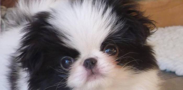 Southern Japanese Chin Club Judges Criteria and Questionnaire